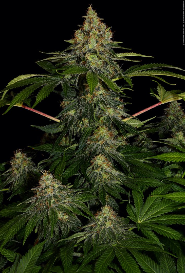 Shiskaberry - Die perfekte Indica-Sorte für tiefe Entspannung ...